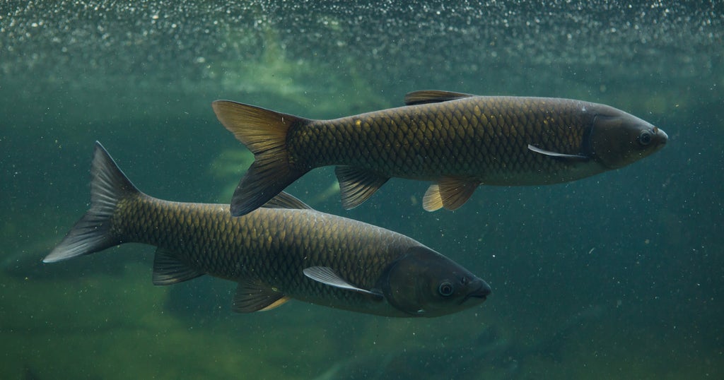 No Asian Carp DNA Found During Michigan Waterway Testing - CBS Detroit