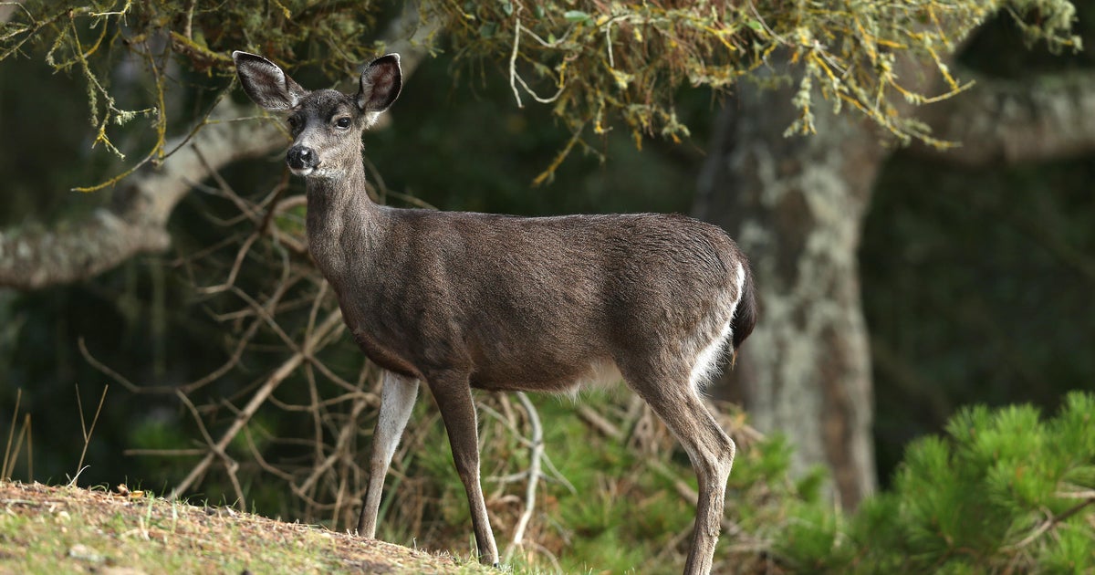 Fatal disease in animals across U.S. found in wild deer in new county ...