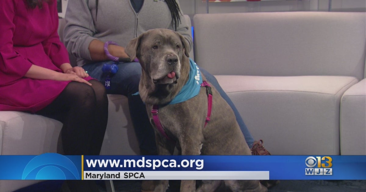 10-Year-Old Mastiff Abandoned At Post Office Looking For Furever Home ...