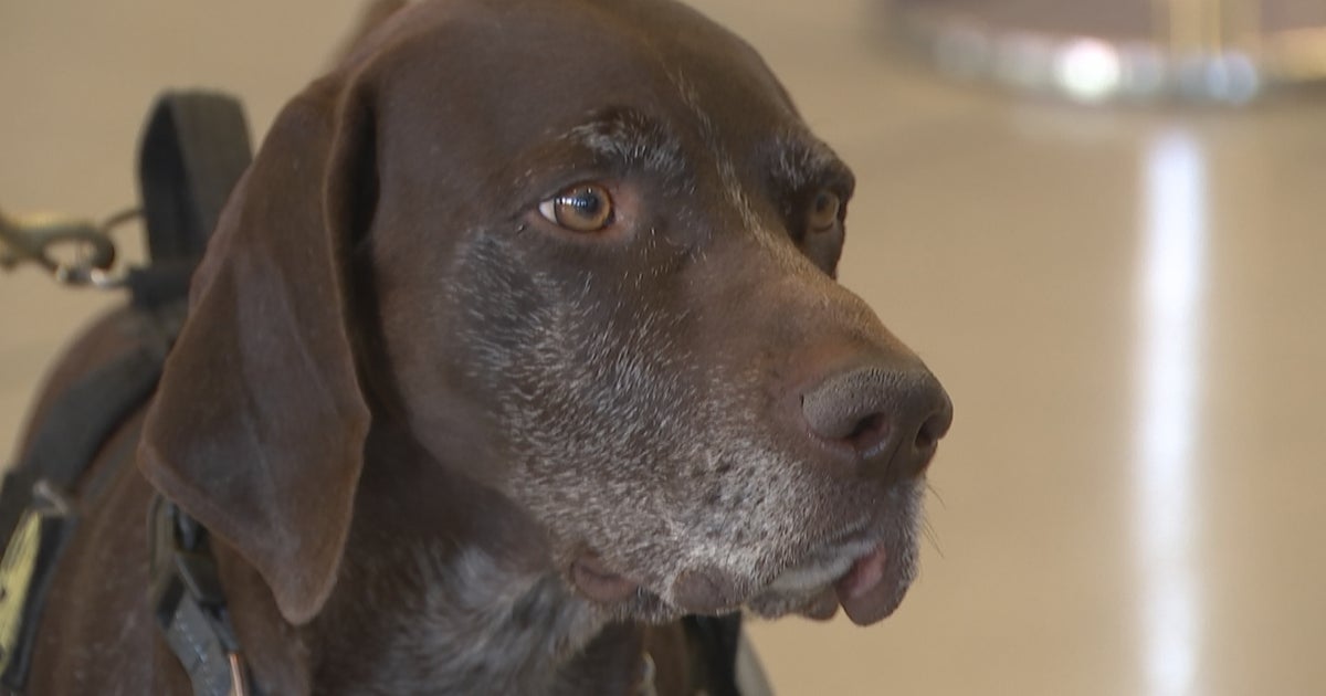 TSA Utilizing K-9 Agents To Sniff Out Explosives, Speed Up Passenger ...