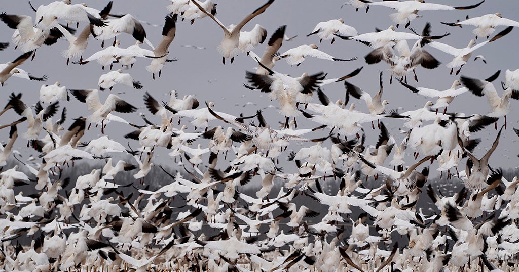 Incredible Sight! Nearly 100,000 Snow Geese Flock To Pennsylvania ...
