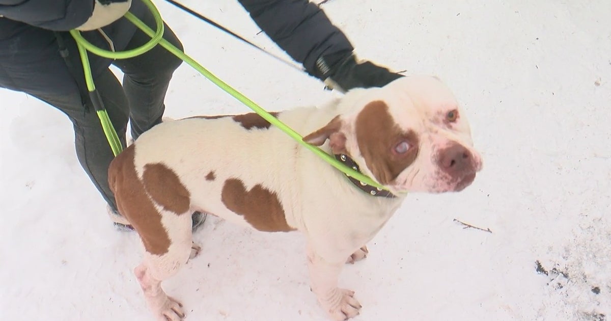 Strangers' Kindness Helps Underdog Rescue Complete Its Mission To Save ...