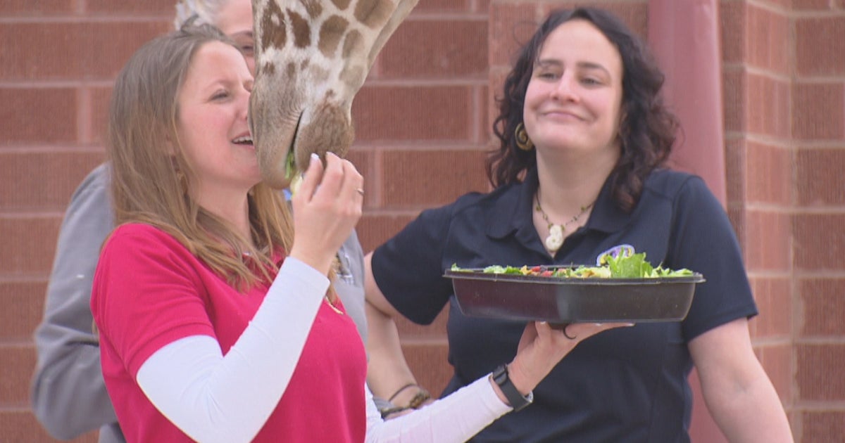 Dobby The Giraffe Celebrates 2nd Birthday With Songs, Salad - CBS Colorado