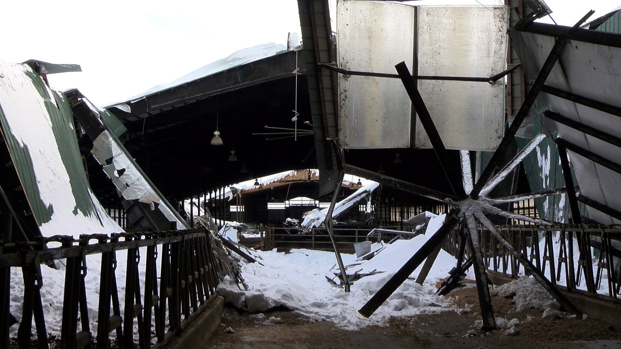 Minnesota Farmers Fear Barn Collapses From Heavy Snow - CBS Minnesota