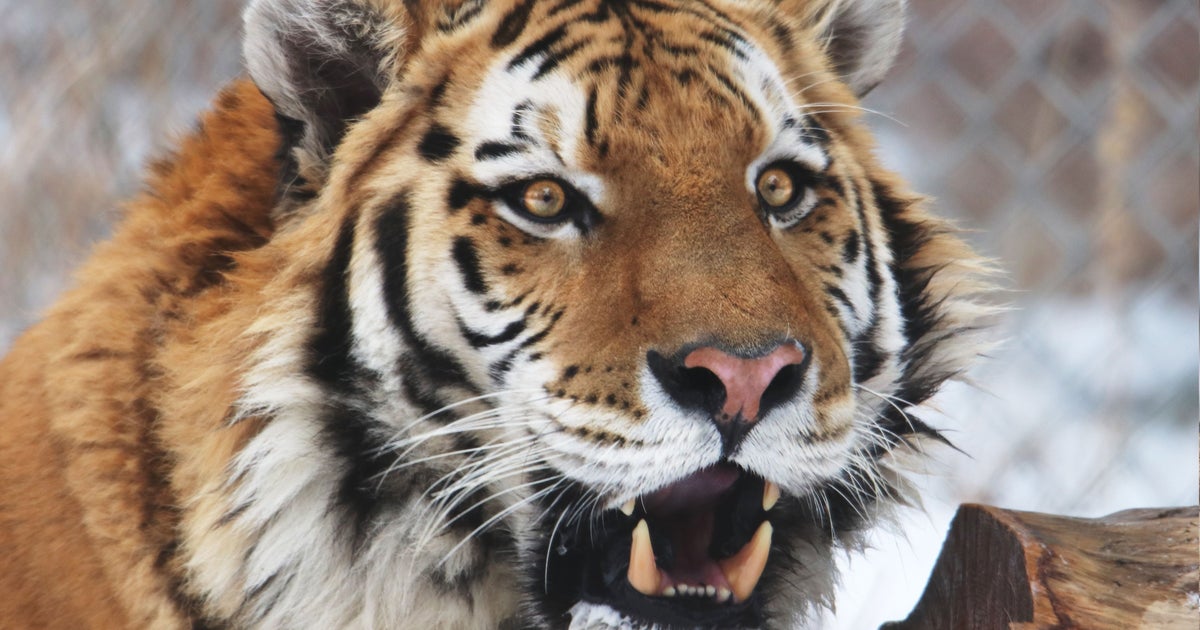 Denver Zoo Hopes New Amur Tiger Will Help Save The Species - CBS Colorado