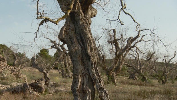 Olive trees in peril: In Italy's Puglia region, a major olive oil ...