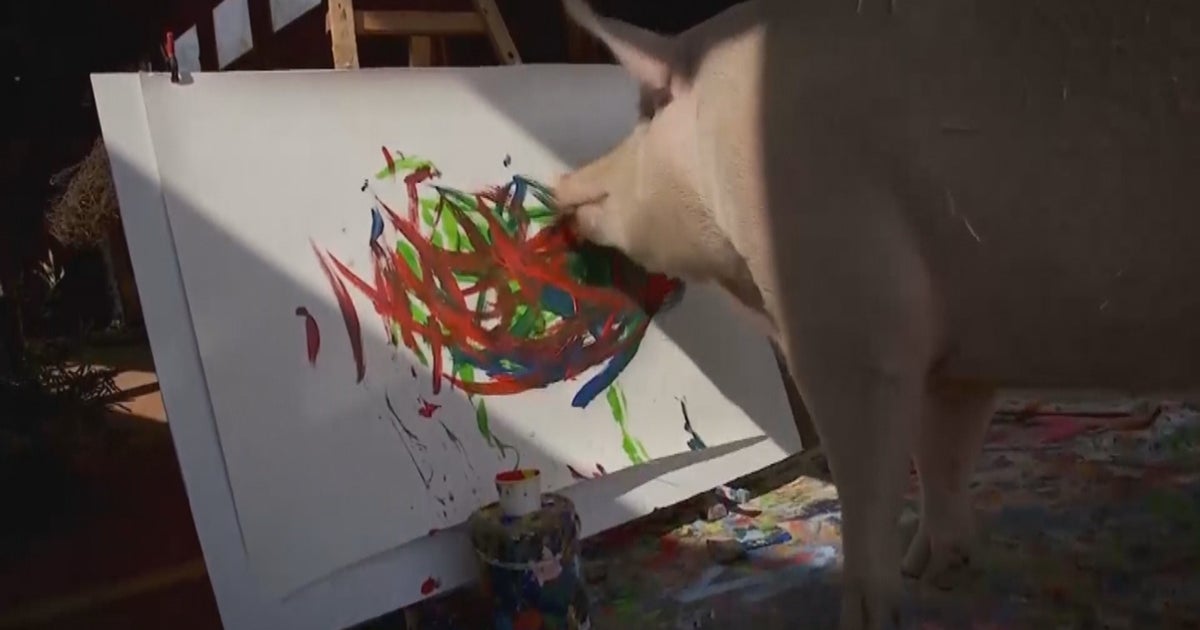 Pigcasso The Painting Pig's Artwork Selling For Nearly $4,000 - CBS ...
