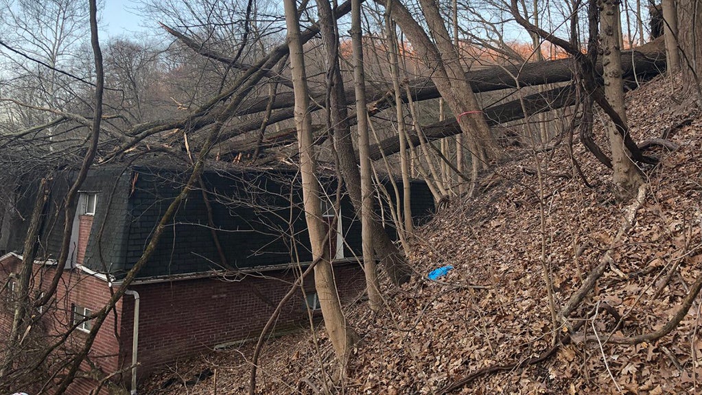 Massive Trees Fall Onto Pitcairn Apartment, Forces Residents To ...