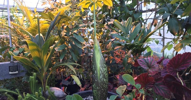 'Pee-Yew': Corpse Flower Set To Bloom Soon - CBS Minnesota