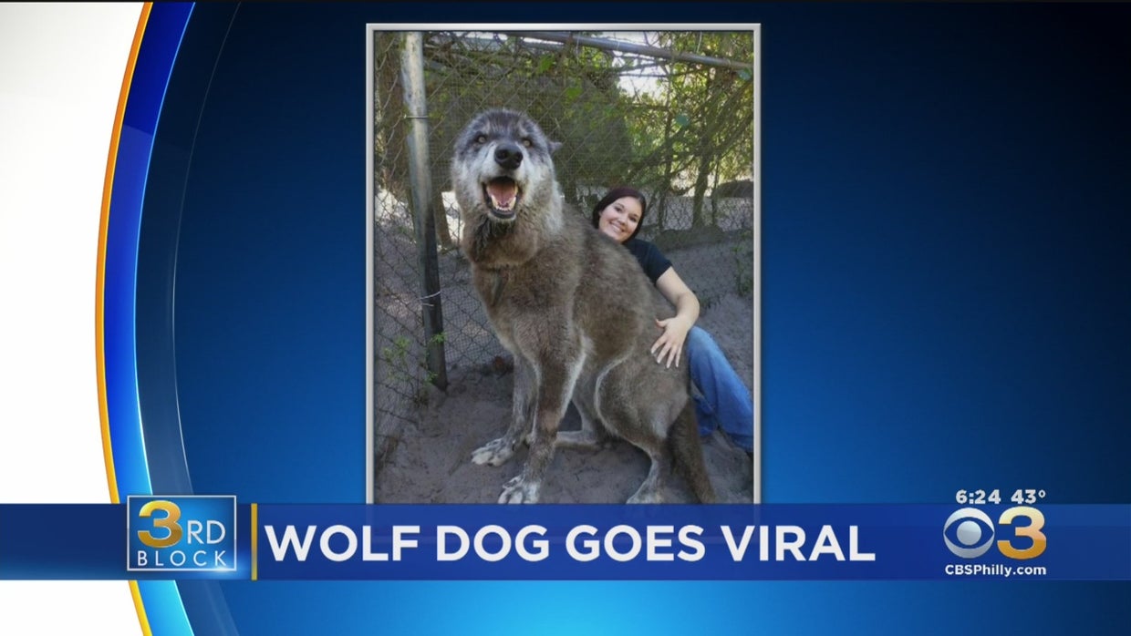 Yuki The Wolf Dog Photo Goes Viral On Social Media - CBS Philadelphia