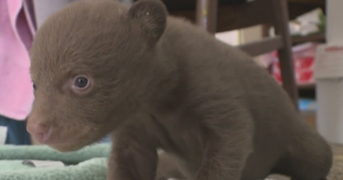 Couple Has Fostered Over 100 Bear Cubs, Cares For Abandoned Infant Cubs ...