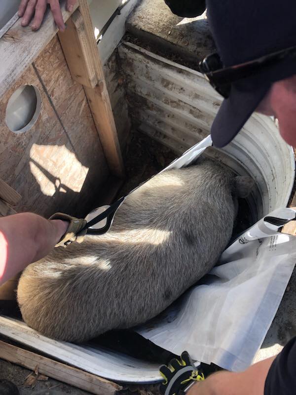Firefighters Rescue Pot-Bellied Pig Who Got Stuck In Crawl Space - CBS ...