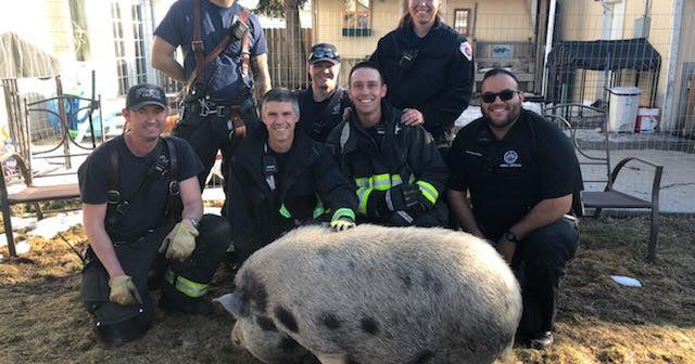 Firefighters Rescue Pot-Bellied Pig Who Got Stuck In Crawl Space - CBS ...