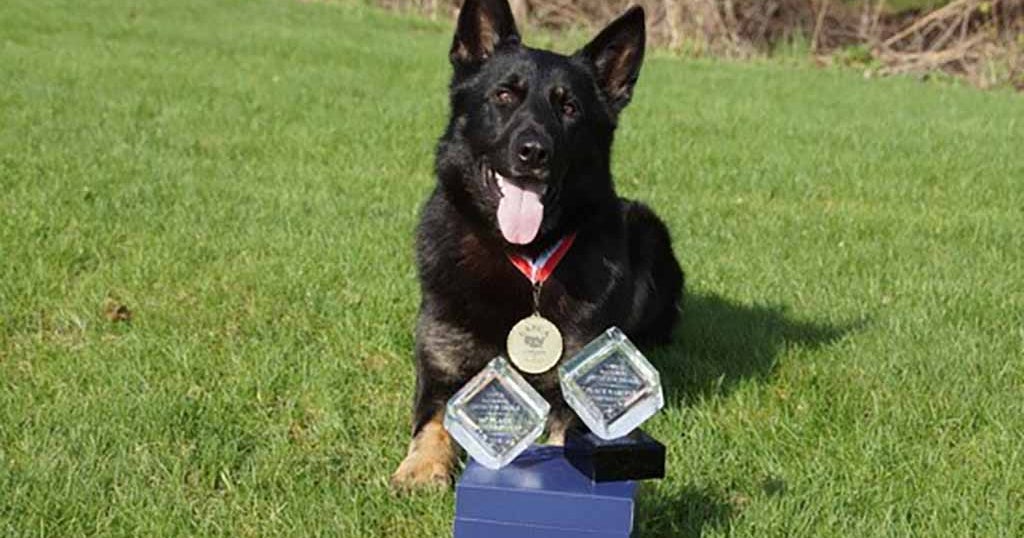 Retiring K9 Officer's 'Last Assignment' Is To Host Dog Adoption Event ...