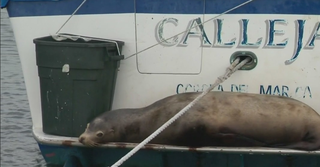 Sea Lions Invade Newport Harbor, Damage Boats And Bark All Night - CBS ...