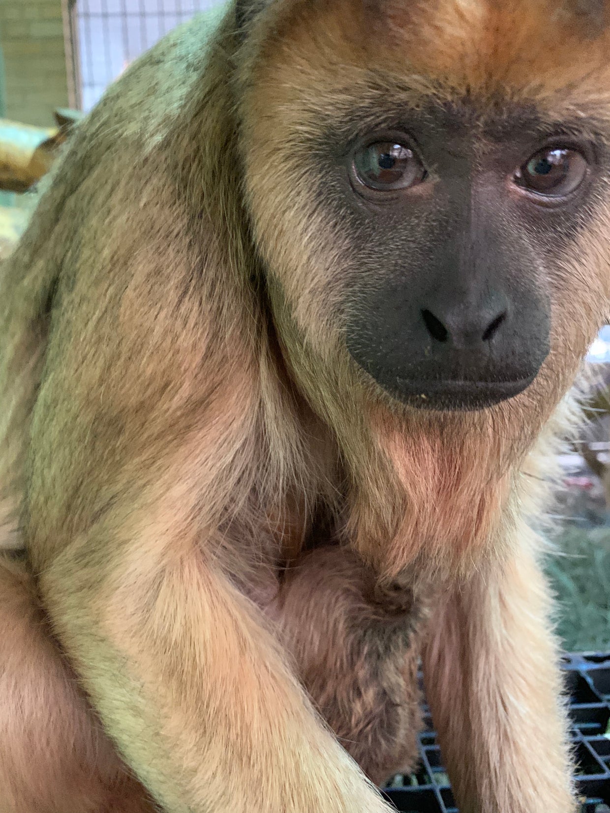 Baby Howler Monkey Born At Cheyenne Mountain Zoo - CBS Colorado