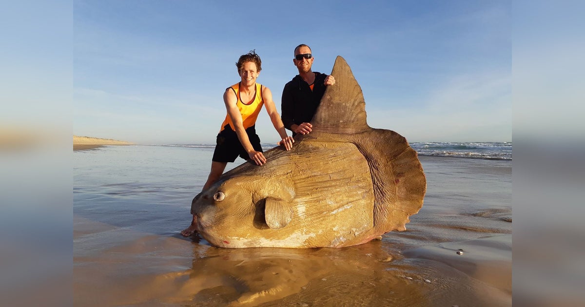 Rare Giant Sunfish Washes Up On A Beach In Australia - CBS Detroit