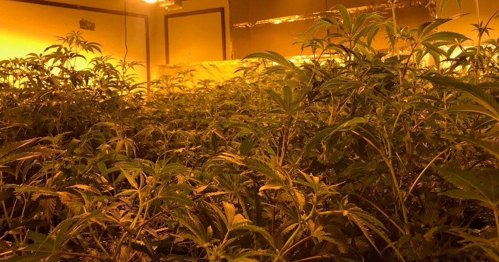 Major Illegal Pot Operation Busted In San Francisco's Sunset District ...