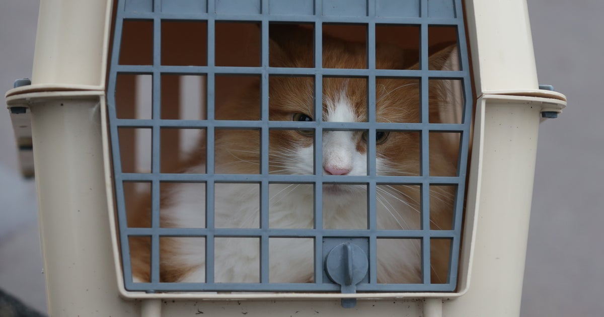 AHS: More Than 100 Cats Rescued From Hoarding Conditions - CBS Minnesota