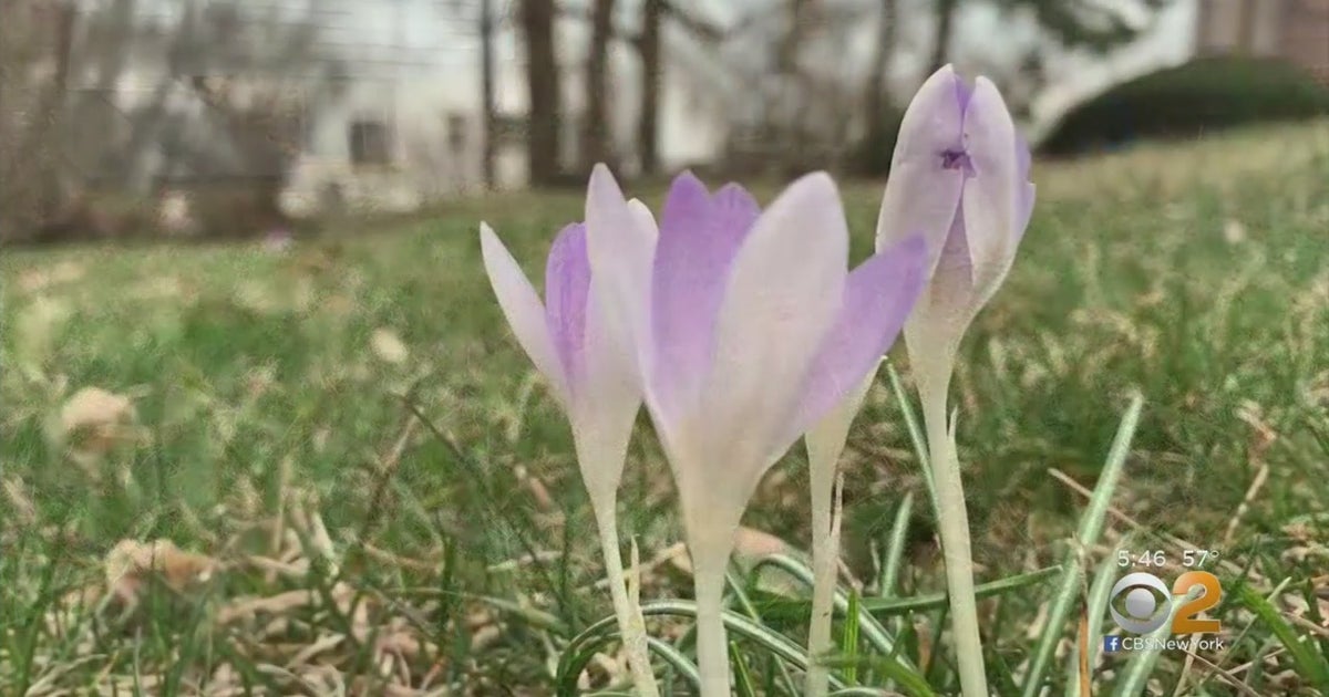 The Expert's Guide To Sprucing Up Your Lawn This Spring - CBS New York The Expert's Guide To Sprucing Up Your Lawn This Spring - CBS New York