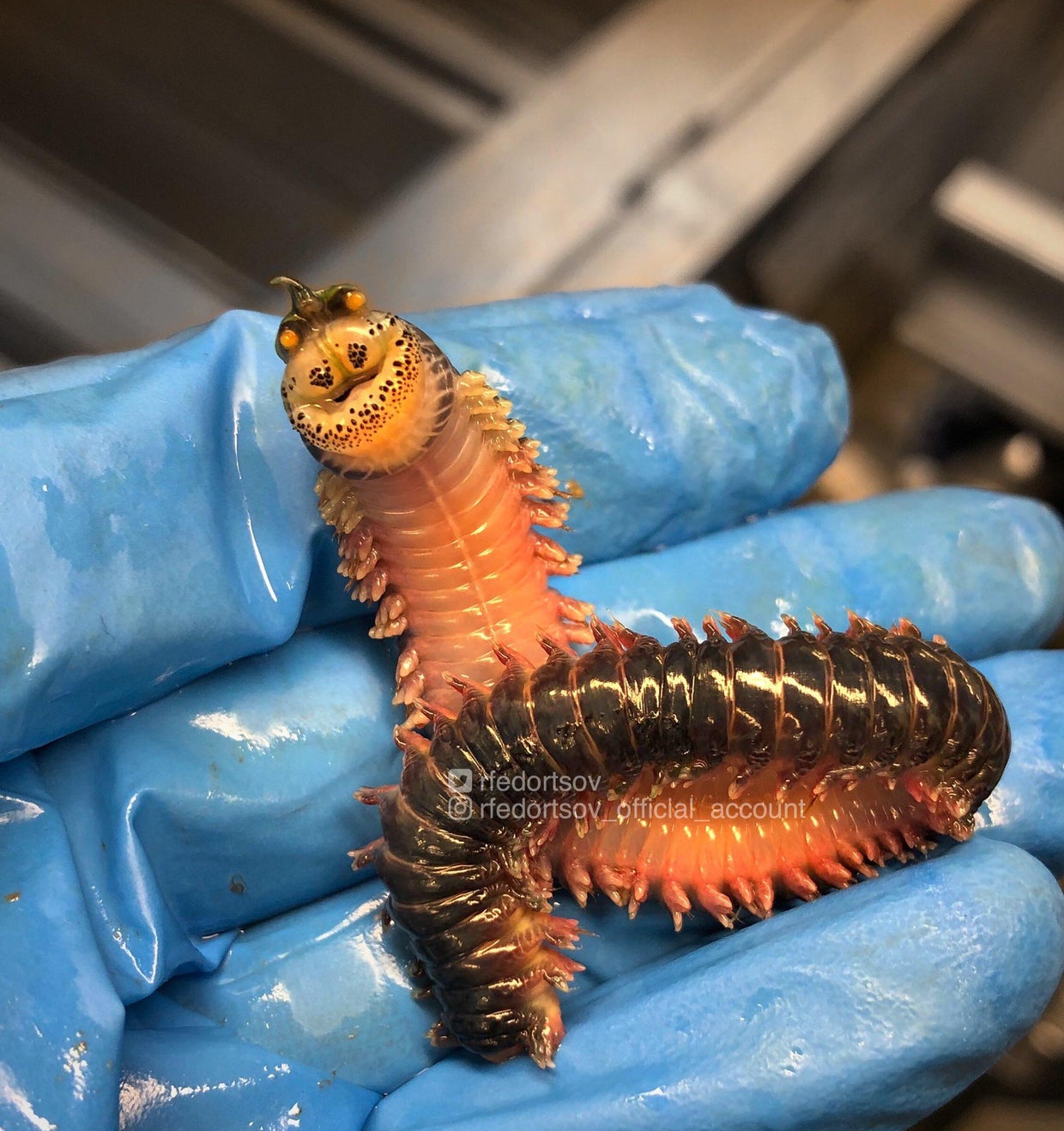 Crazy-looking fish from the deep sea