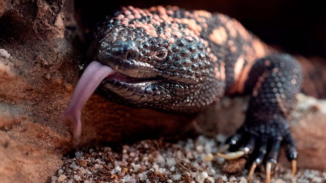 Gila Monster Becomes Utah's Official State Reptile - CBS Colorado