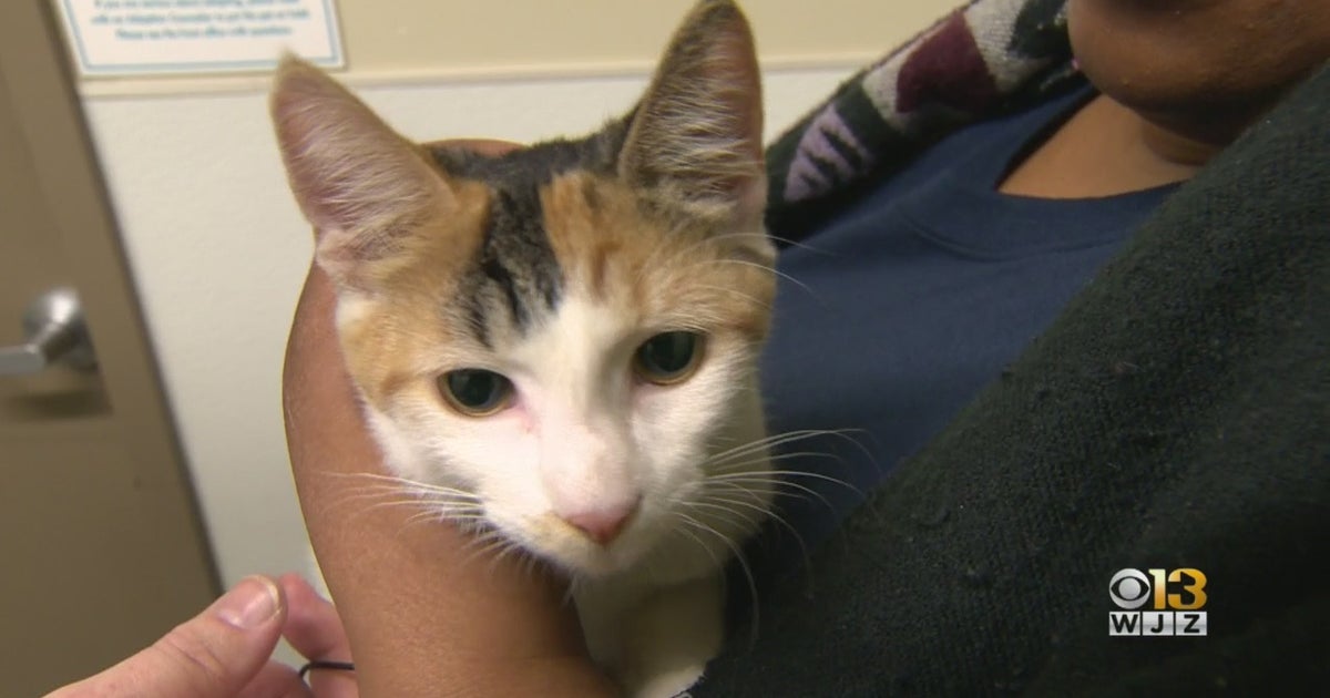 Maryland SPCA Hopes To Raise $350K In 150th Anniversary Celebration ...