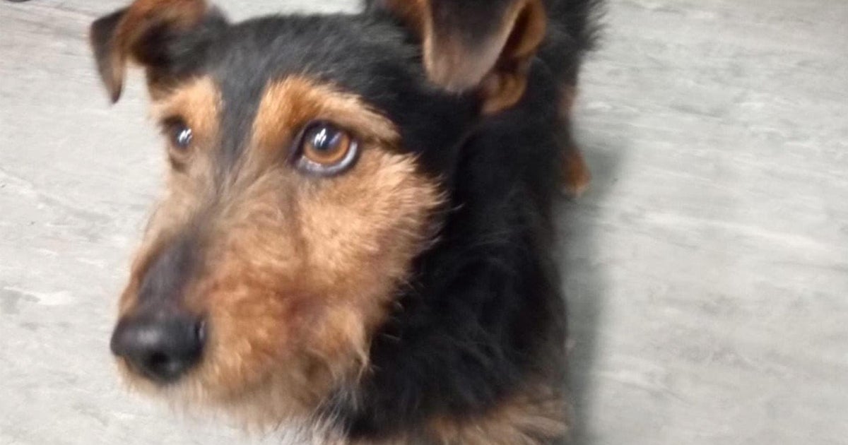 "Hamish the Irish Rail dog" reunited with family - CBS News