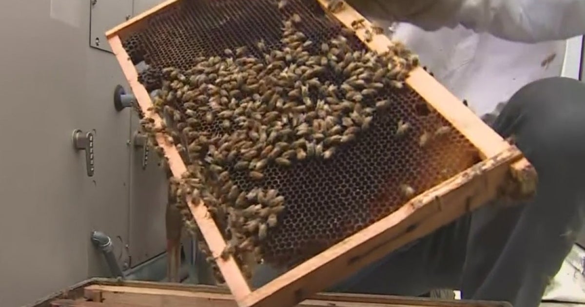 Warm Weather Brings Swarms Of Bees To Businesses, Homes - Good Day ...