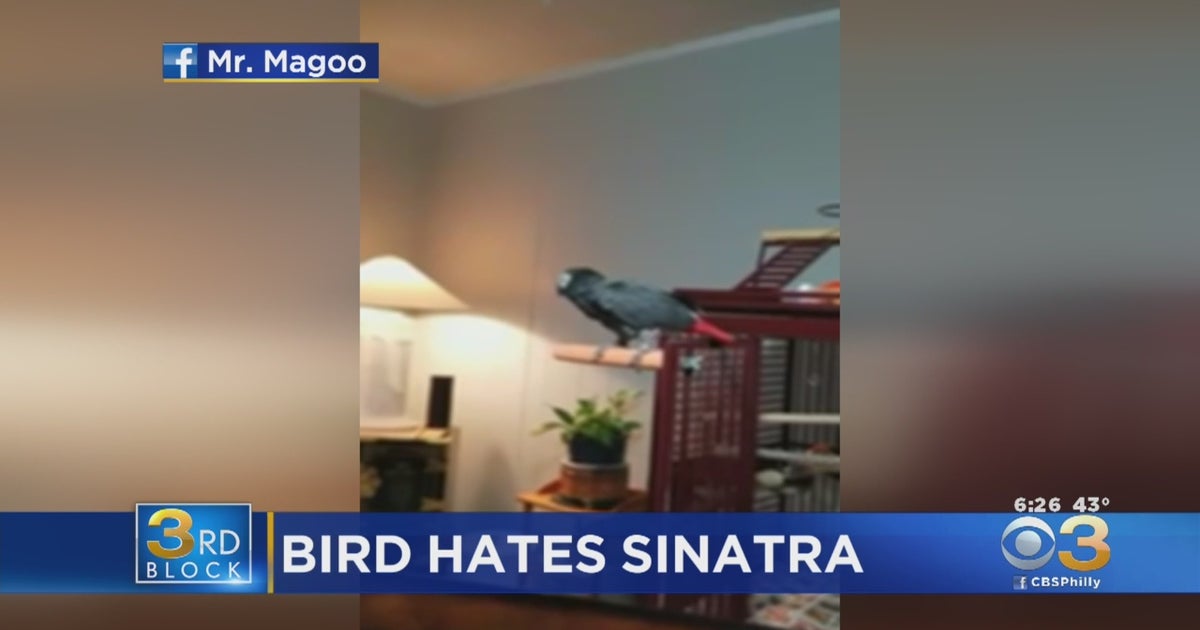 VIDEO: Bird Hates Frank Sinatra's Music, Tells 'Alexa' To Stop Playing ...