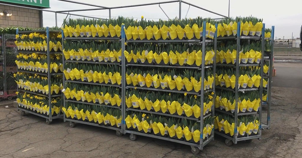 Volunteers Make The Boston Marathon Brighter With Daffodils - CBS Boston