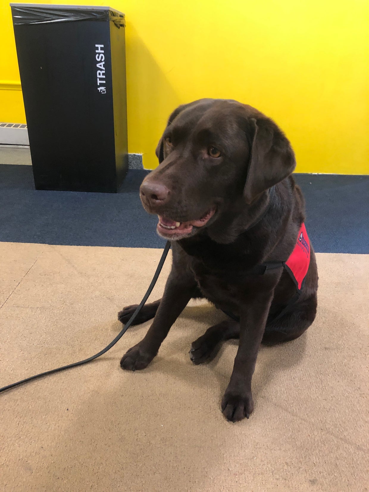 Meet Molly, The Bilingual Dog