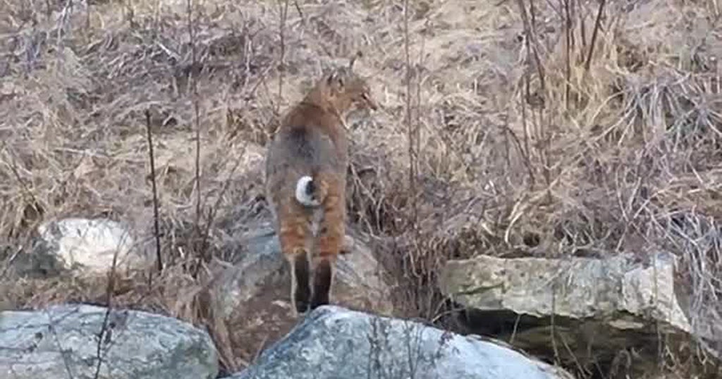 Bobcat Spotted In Grafton Neighborhoods - CBS Boston