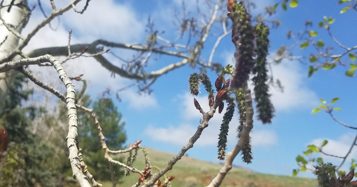 Hello Trees. Hello Allergies. The Sneezing Season Is Here - CBS Colorado