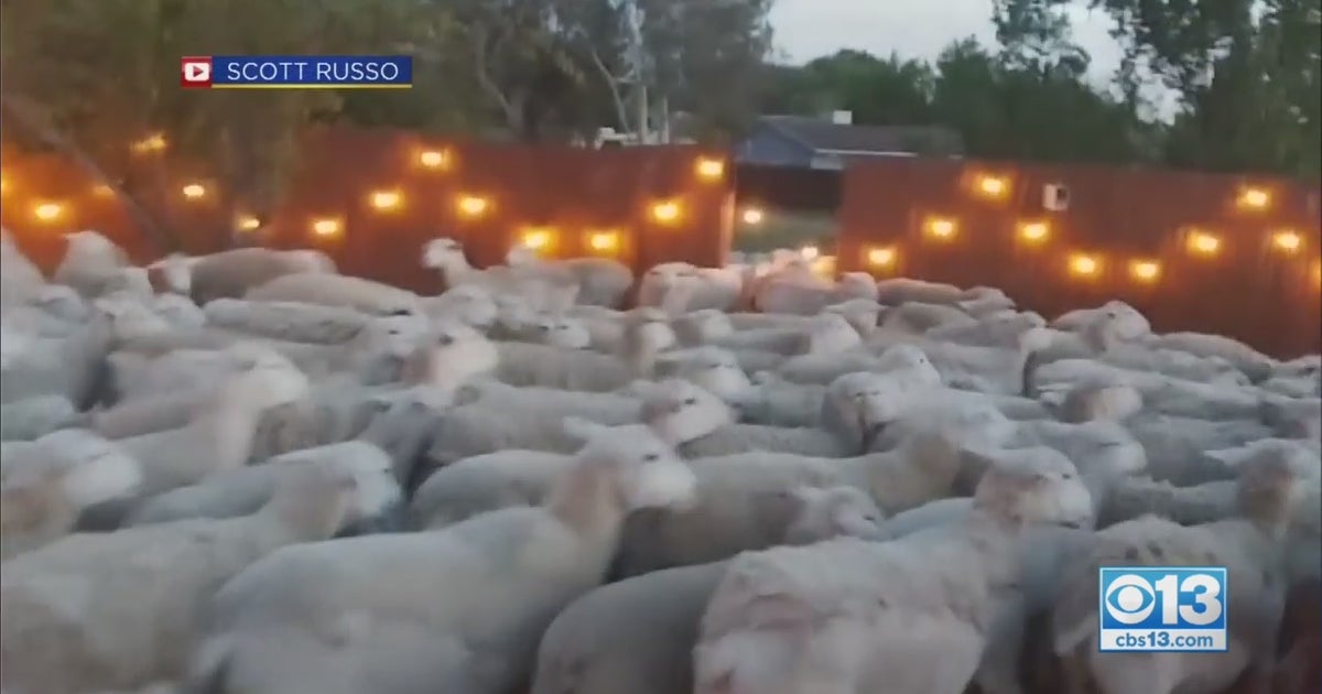 Sheep Shenanigans Overwhelm Family In Lincoln Backyard - CBS Sacramento