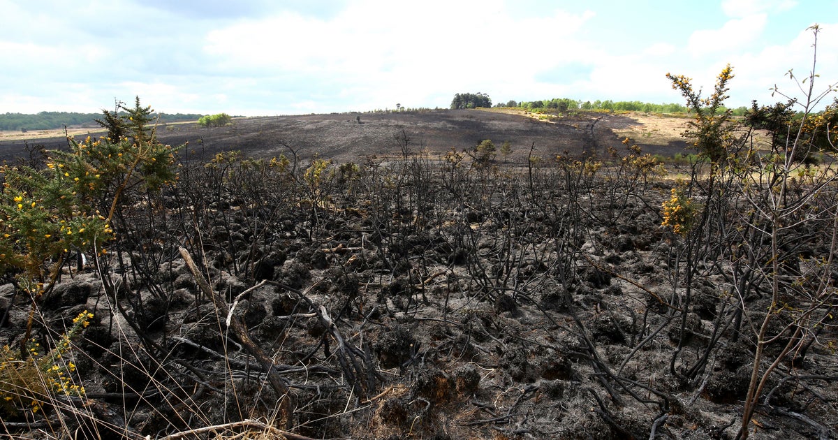 Hundred Acre Wood: Fire breaks out in Ashdown Forest, in Sussex ...
