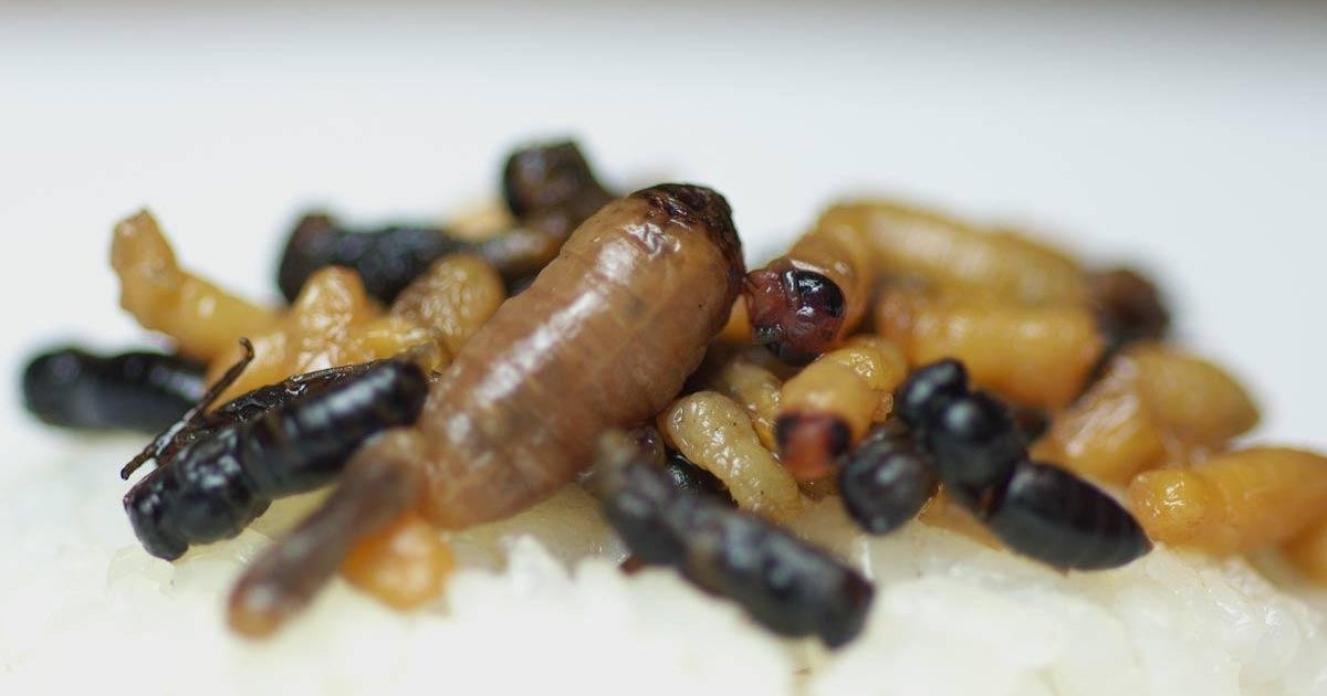 This Scientist Wants To Feed The World With Maggot Sausage, Insect Ice ...