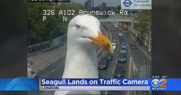 Seagull Photobombs Traffic Cam, Goes Viral On Twitter - CBS Los Angeles