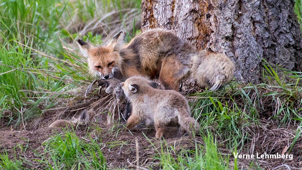 Nature up close: A red fox family in Yellowstone - CBS News