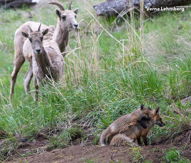 Nature up close: A red fox family in Yellowstone - CBS News