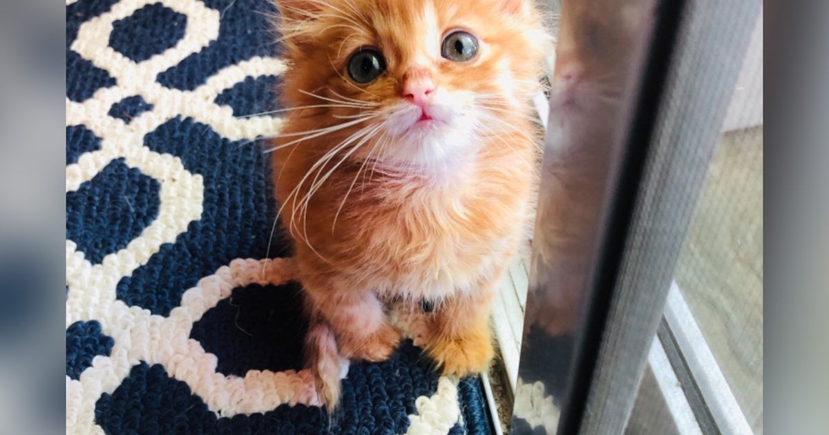 Rescue Kitten Faces Major Surgery At UC Davis; GoFundMe Seeks $8,000 ...