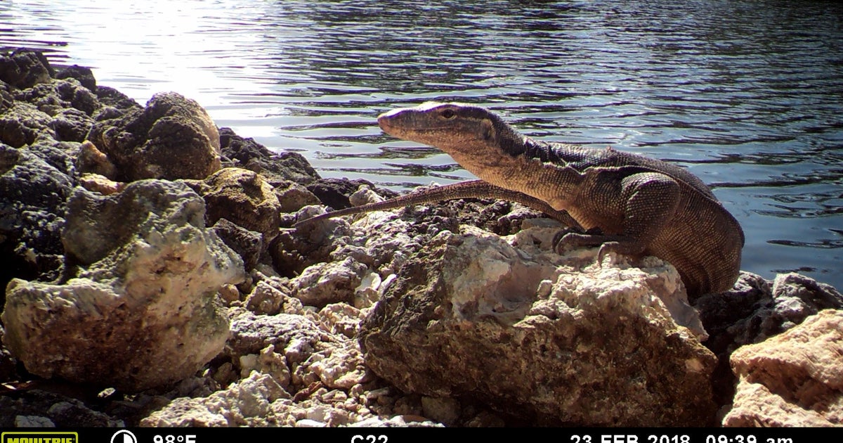 Elusive Five-Foot Lizard Captured In Key Largo - CBS Miami