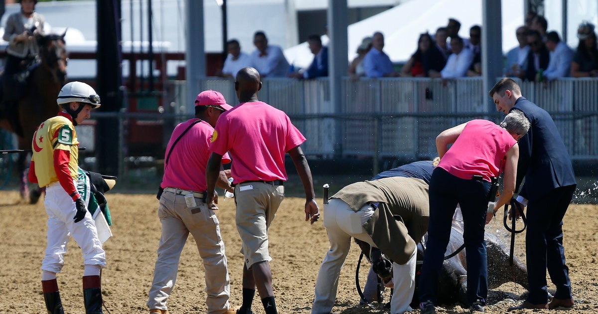 Congrats Gal: Horse dies at Pimlico Race Track ahead of Preakness ...