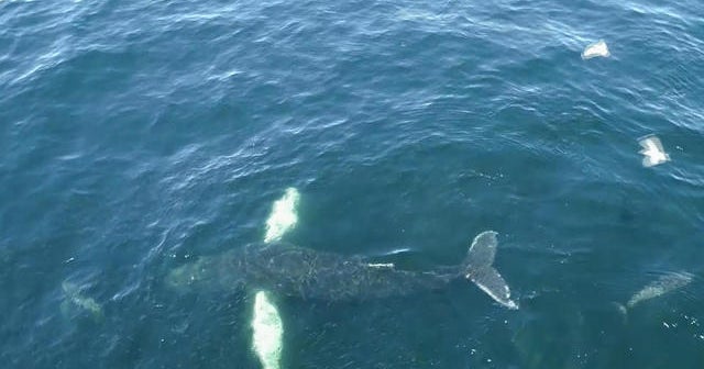 Protecting our oceans – with the help of drones and whale snot - CBS News