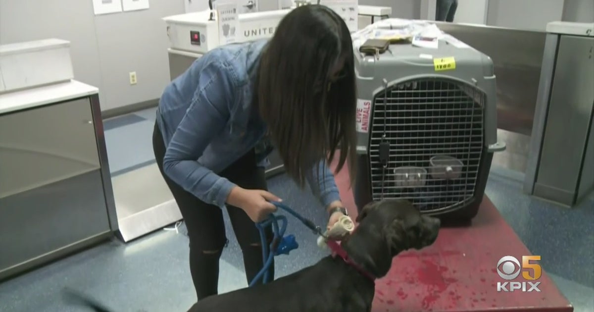 Wayward Dog Found In Michigan Reunited With Owner At SFO - CBS San ...