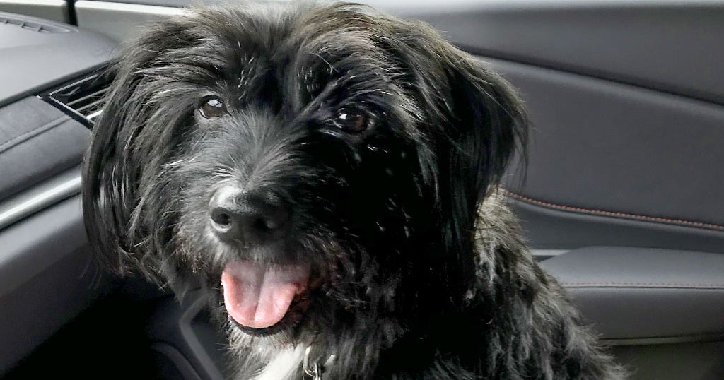 Meet Scotch, The Dog Who Saved Himself From A Fire