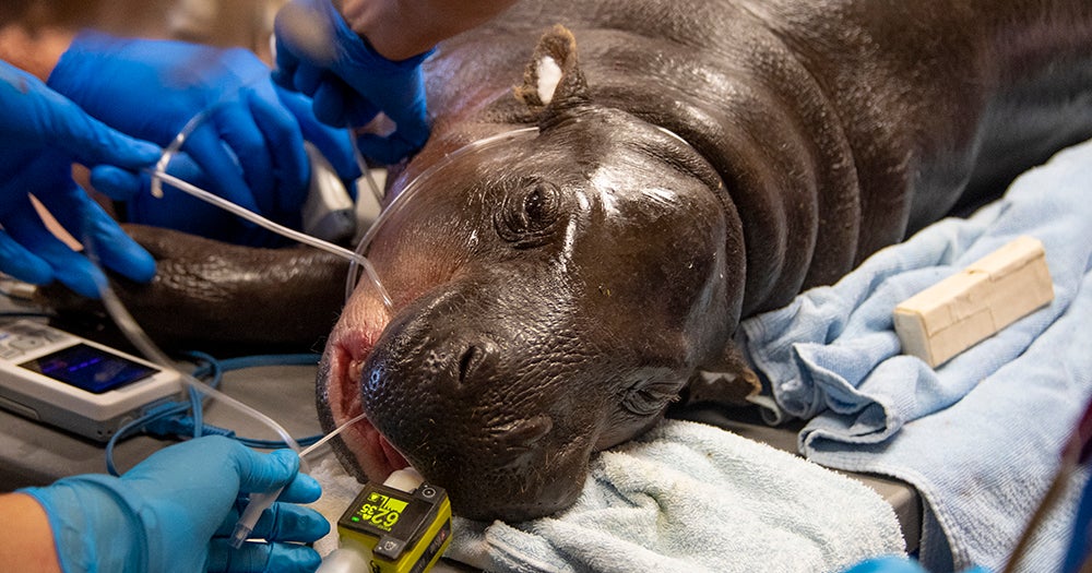 Critical Surgery Performed On Juvenile Pygmy Hippo At Zoo Miami - CBS Miami