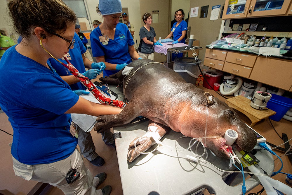 PIX: Critical Surgery Performed On Juvenile Pygmy Hippo At Zoo Miami