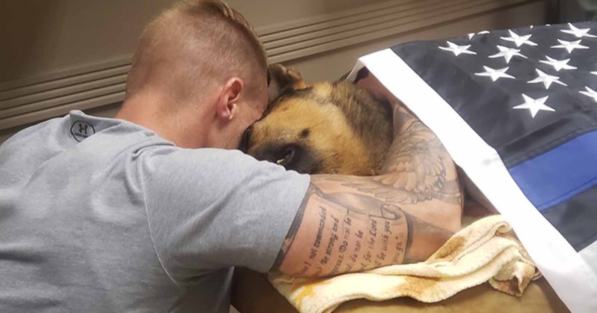 Aurora K9 Passes Away: 'He Was A True Part Of The APD Family' - CBS ...