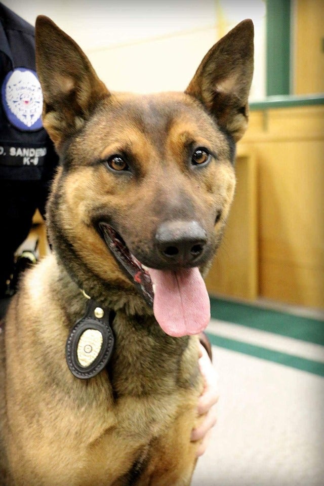 Aurora K9 Passes Away: 'He Was A True Part Of The APD Family' - CBS ...